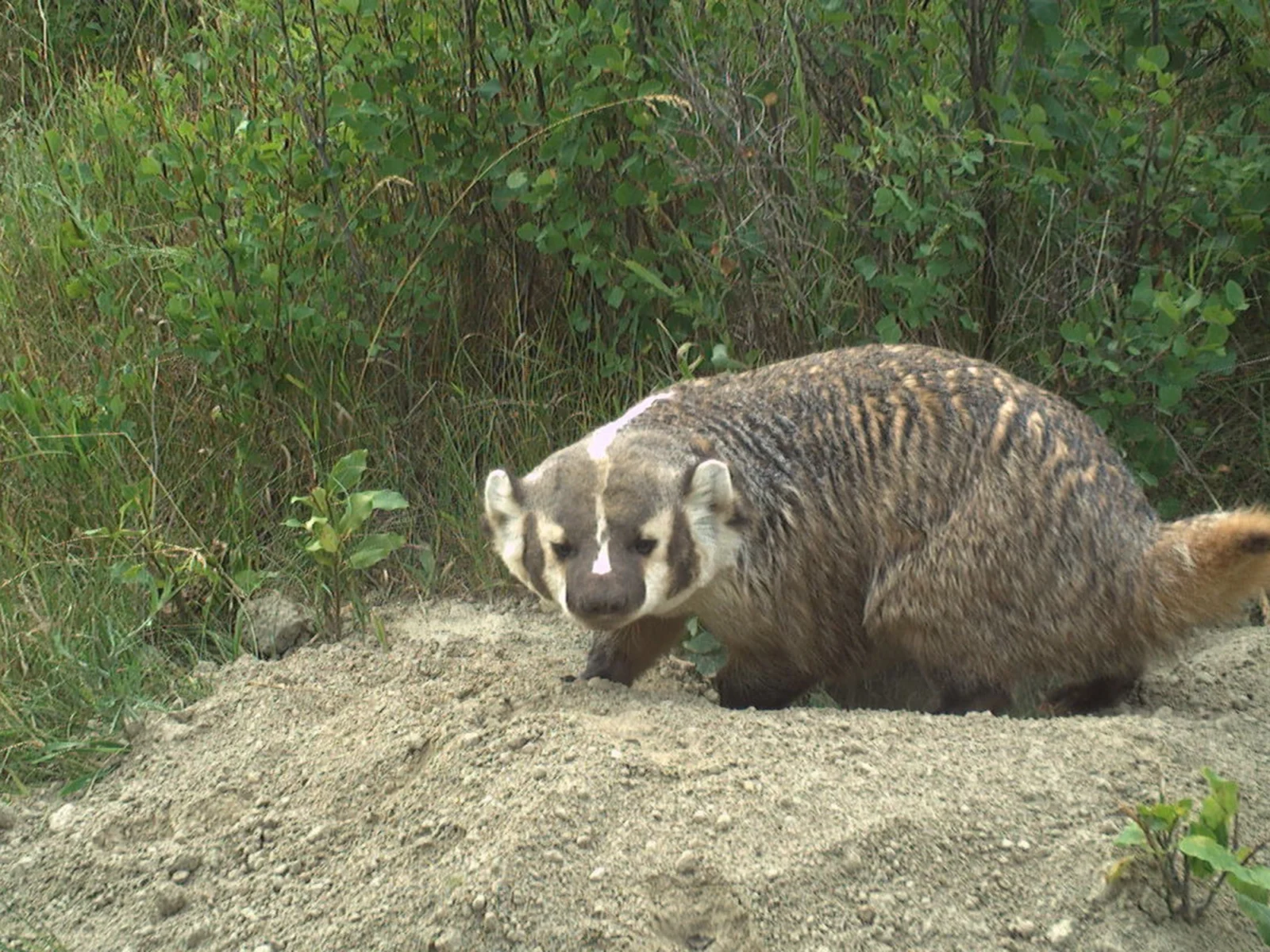 Simpcw Badger Study » Simpcw Resources Group