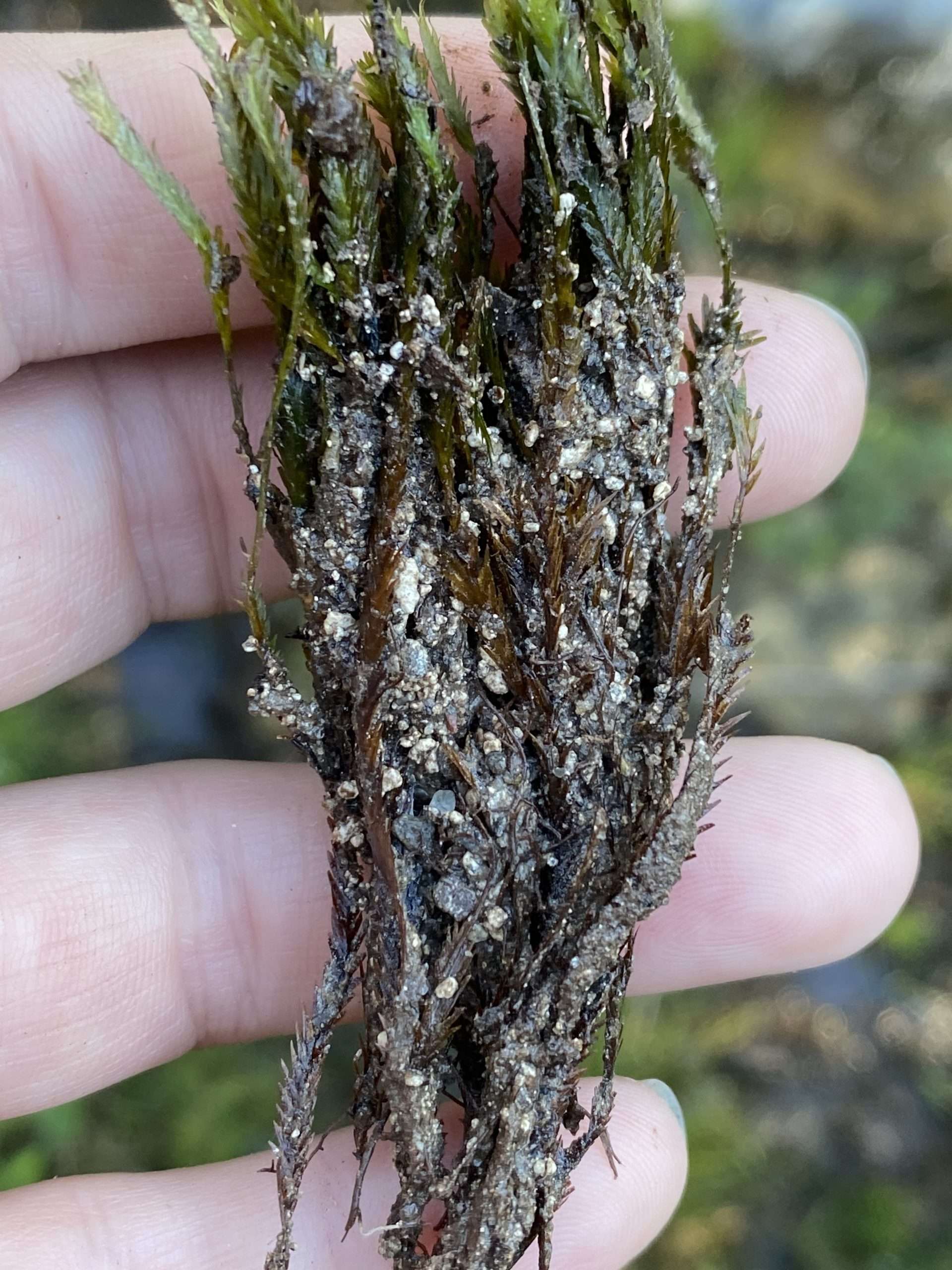 Rare Aquatic Moss Discovered » Simpcw Resources Group