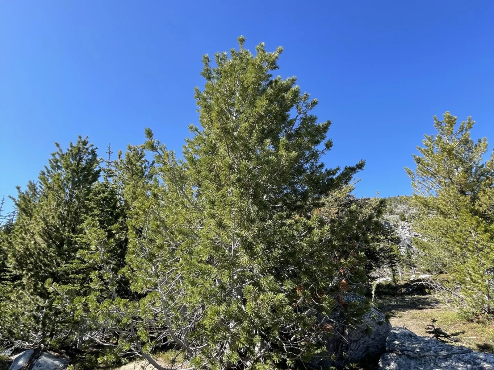 Whitebark Pine Restoration Project » Simpcw Resources Group