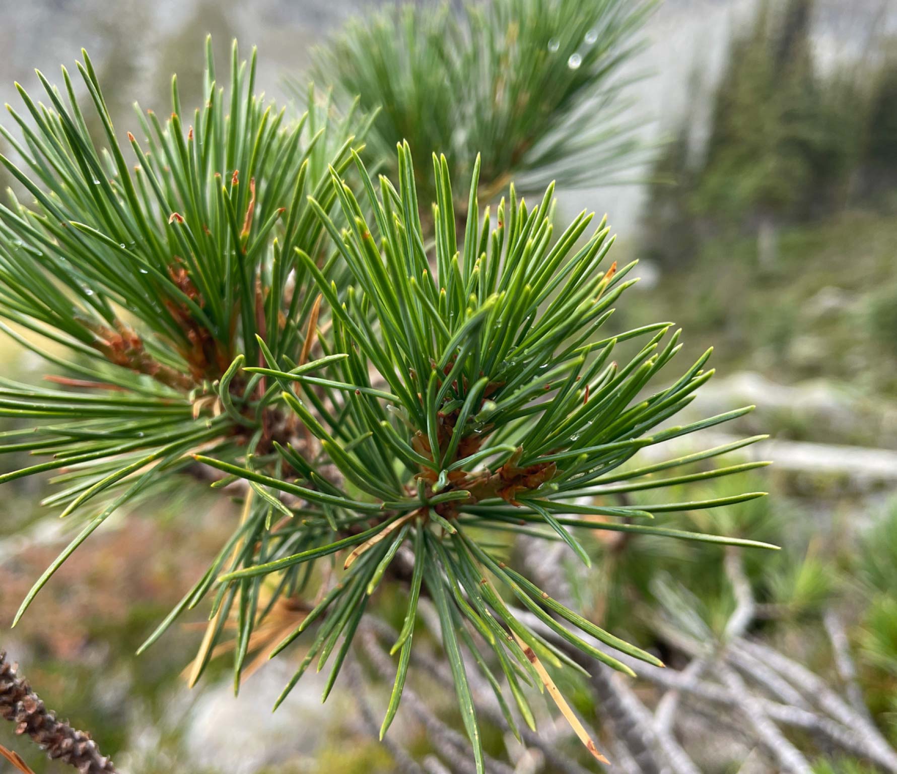 Whitebark Pine Restoration Project » Simpcw Resources Group